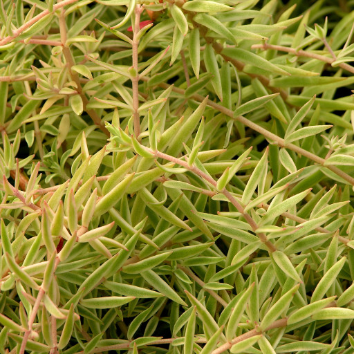 Needle Stonecrop (Sedum Lineare) Plant Care & How to Grow, Water