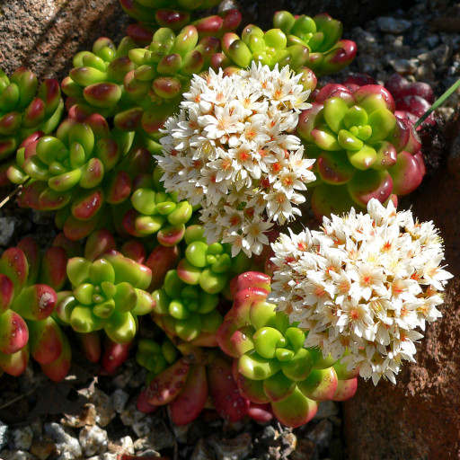 Sedum Lucidum Plant Care & How to Grow, Water