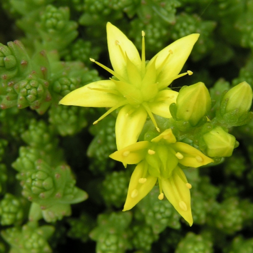 Least Stonecrop (Sedum Lydium) Plant Care & How to Grow, Water