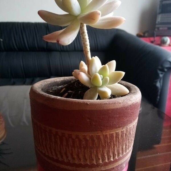 Shimmering Rose (Sedum Mendozae) Plant Care & How to Grow, Water