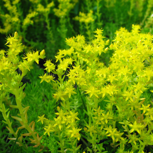 Lemon Sedum (Sedum Mexicanum) Plant Care & How to Grow, Water