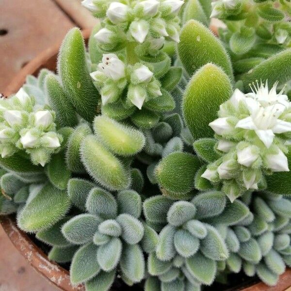 Sedum Mocinianum Plant Care & How to Grow, Water