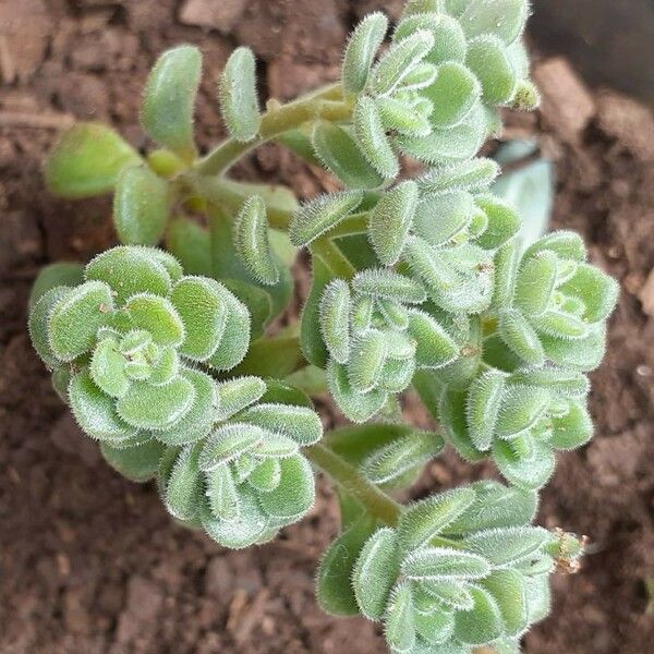 Nevius' Stonecrop (Sedum Nevii) Care Guide: Water, Soil & Propagation ...