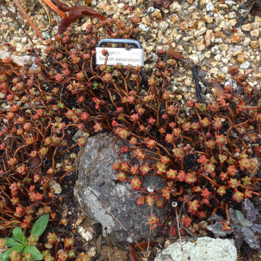 Sedum Oaxacanum Plant Care & How to Grow, Water