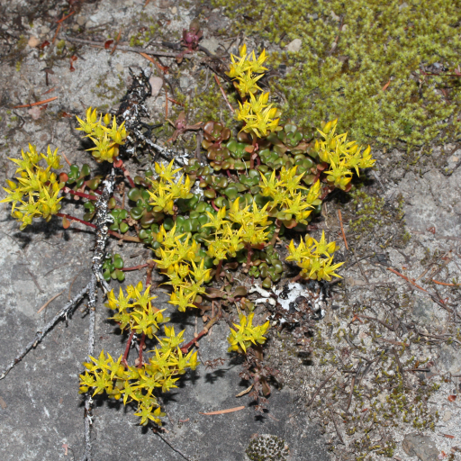 Oregon Stonecrop (Sedum Oreganum) Plant Care & How to Grow, Water