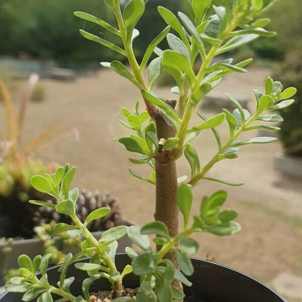 Dwarf Tree Stonecrop (Sedum Oxypetalum) Plant Care & How to Grow, Water