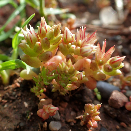 Red Stonecrop (Sedum Rubens) Plant Care & How to Grow, Water