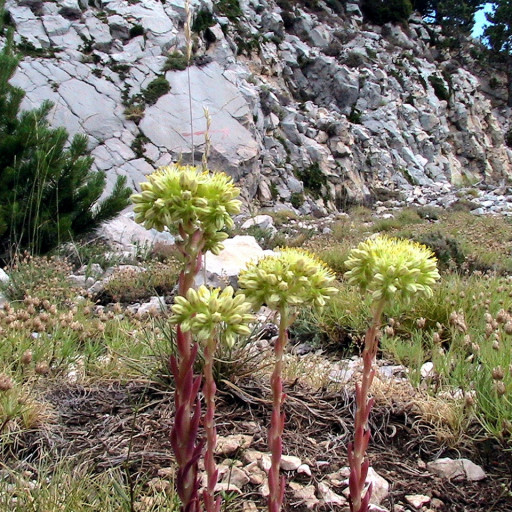 Rock Stonecrop (Sedum Rupestre) Plant Care & How to Grow, Water