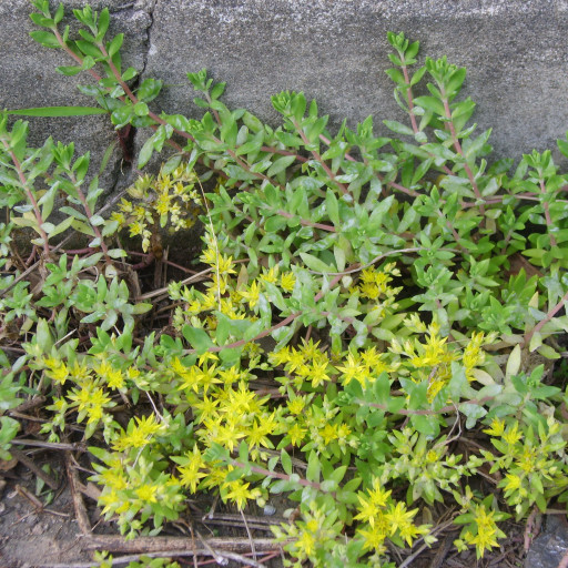 Australian Pig Face (Carpobrotus Rossii) Plant Care & How to Grow, Water