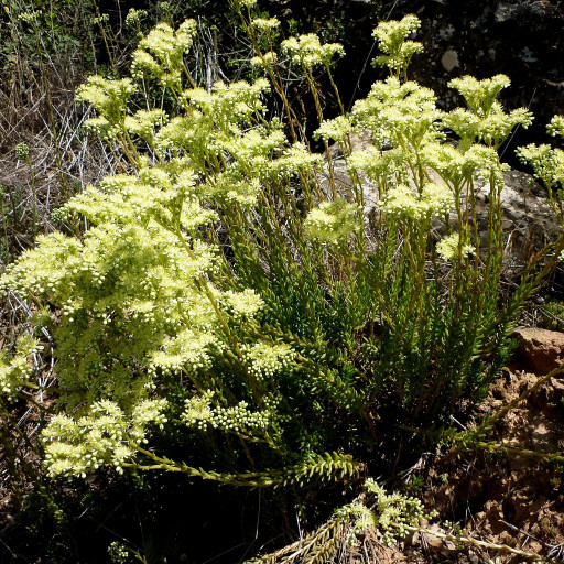 Pale Stonecrop (Sedum Sediforme) Plant Care & How to Grow, Water