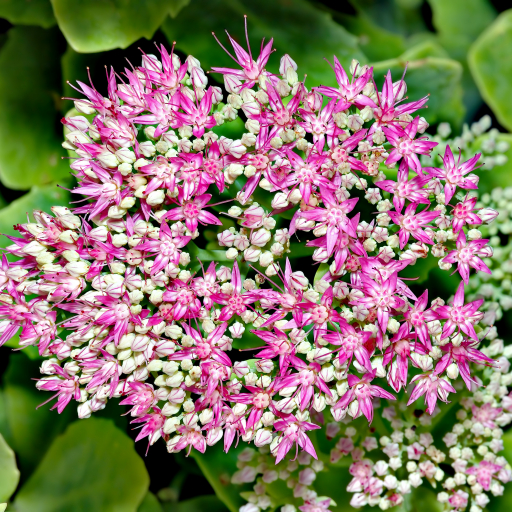 Kaffirboom (Erythrina Caffra) Plant Care & How to Grow, Water