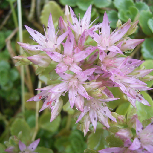Caucasian Stonecrop (Sedum Spurium) Plant Care & How to Grow, Water