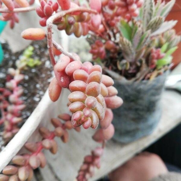 Coral Beads (Sedum Stahlii) Plant Care & How to Grow, Water