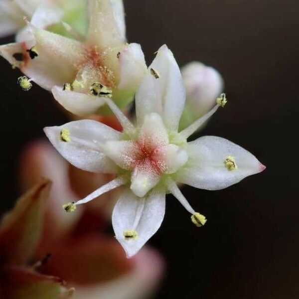 Sedum Stefco Plant Care & How to Grow, Water