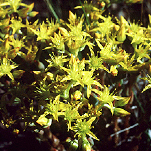 Wormleaf Stonecrop (Sedum Stenopetalum) Plant Care & How to Grow, Water