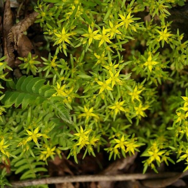 Sedum Subtile Plant Care & How to Grow, Water