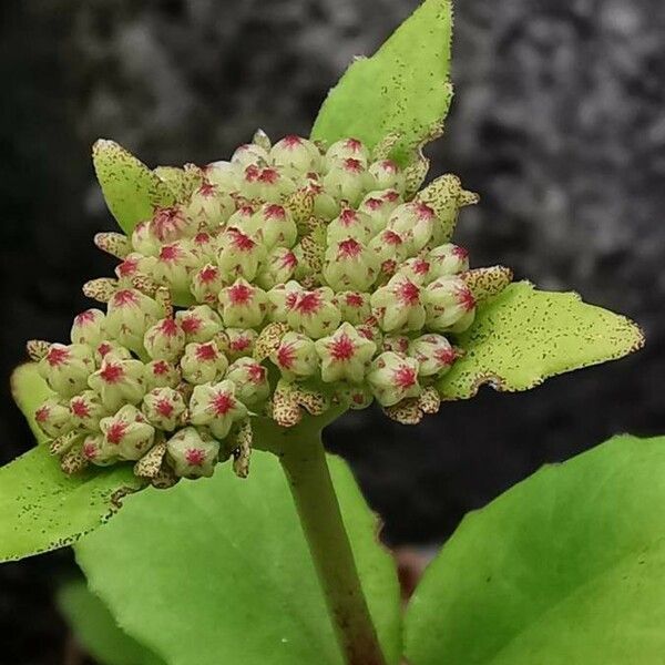 Sedum Viviparum Plant Care & How to Grow, Water