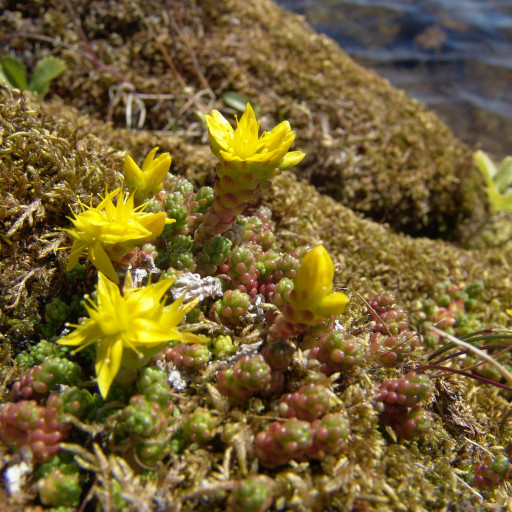 Stonecrops - Mixed Varieties (Sedum) Plant Care & How to Grow, Water
