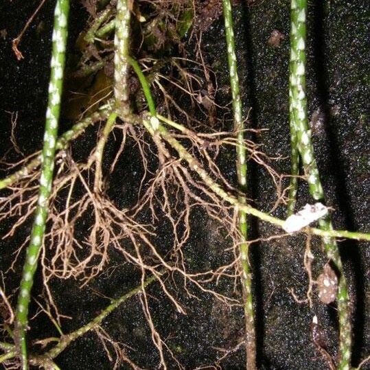 Selaginella Anceps Plant Care & How to Grow, Water