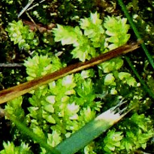 Meadow Spikemoss (Selaginella Apoda) Plant Care & How to Grow, Water