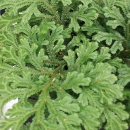 Triffid's Fingers Clubmoss (Selaginella Concinna) Plant Care & How to ...