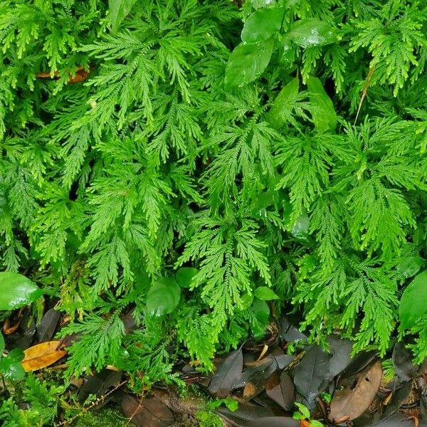 Selaginella Delicatula Plant Care & How to Grow, Water