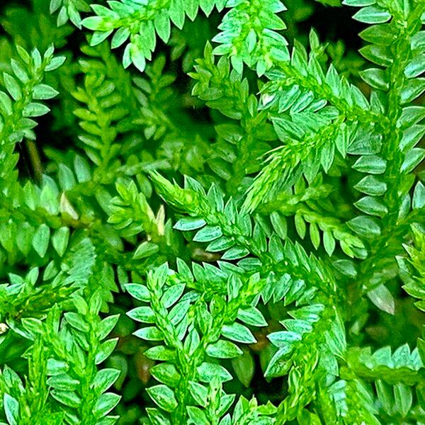 Doederlein's Spikemoss (Selaginella Doederleinii) Plant Care & How to ...