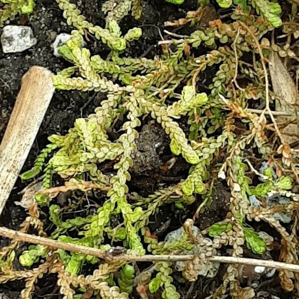Douglas' Spikemoss (Selaginella Douglasii) Plant Care & How to Grow, Water