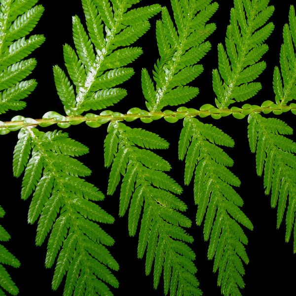 Selaginella Exaltata Plant Care & How to Grow, Water