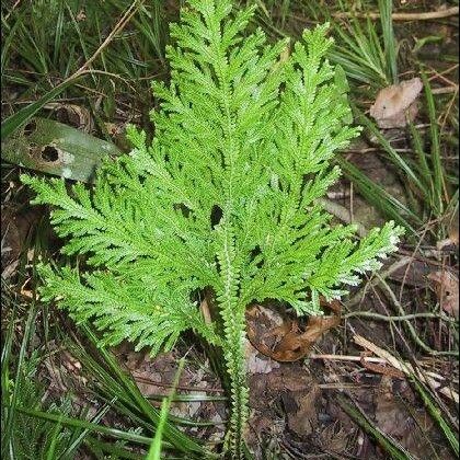 Selaginella Hordeiformis Plant Care & How to Grow, Water