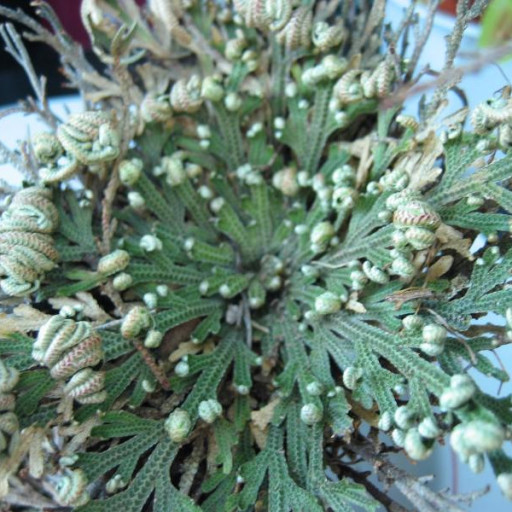 Rose-Of-Jericho (Selaginella Lepidophylla) Plant Care & How to Grow, Water