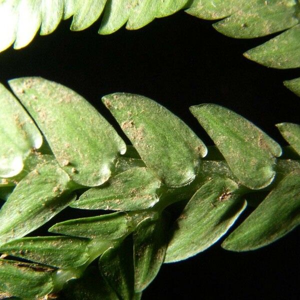 Sharkmoss (Selaginella Oaxacana) Care Guide: Water, Soil & Propagation ...