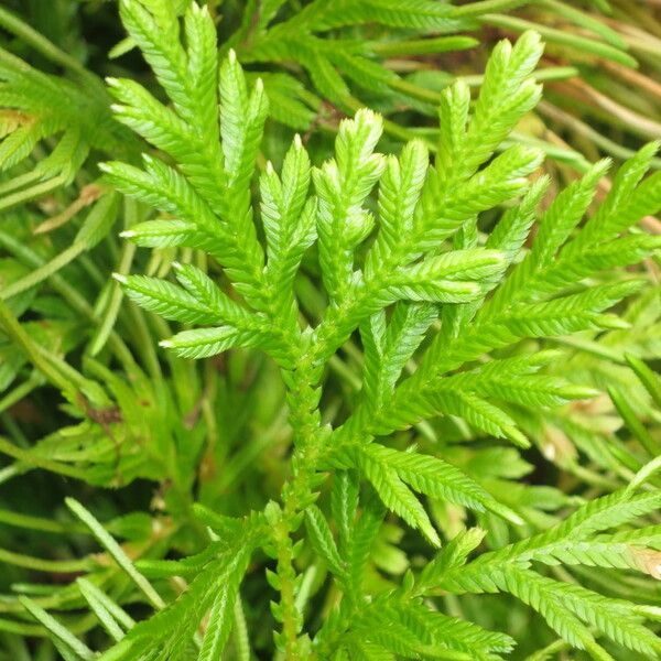 Pale Spikemoss (Selaginella Pallescens) Plant Care & How to Grow, Water