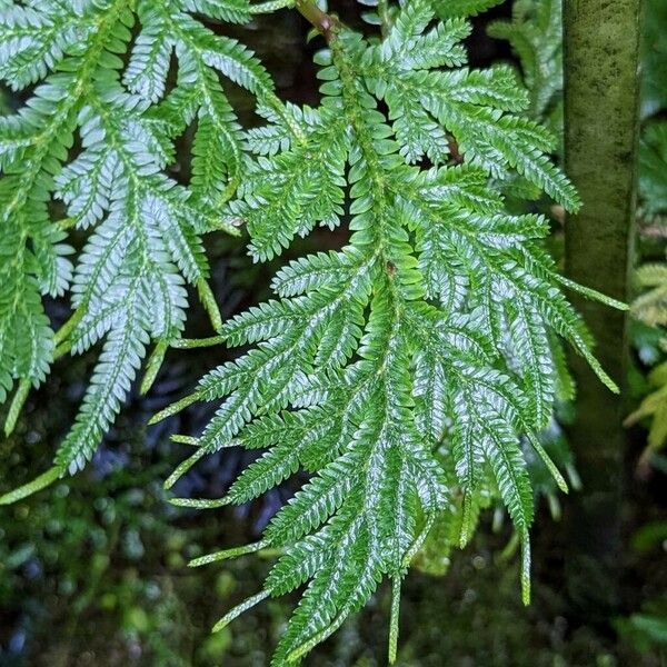 Roxburgh's Spikemoss (Selaginella Roxburghii) Plant Care & How to Grow ...