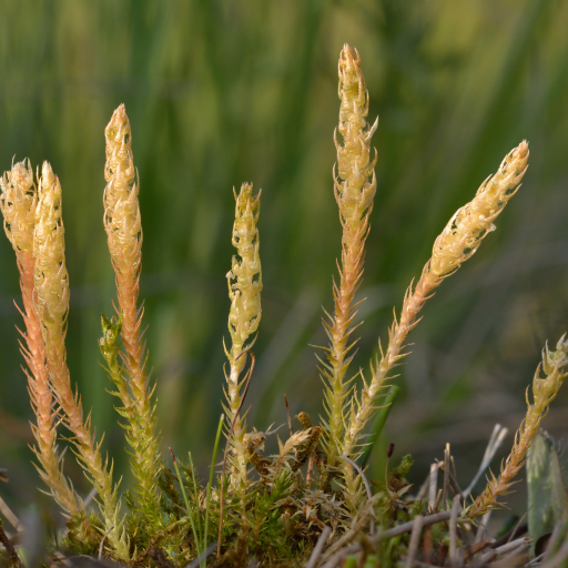 Club Spikemoss (Selaginella Selaginoides) Plant Care & How to Grow, Water