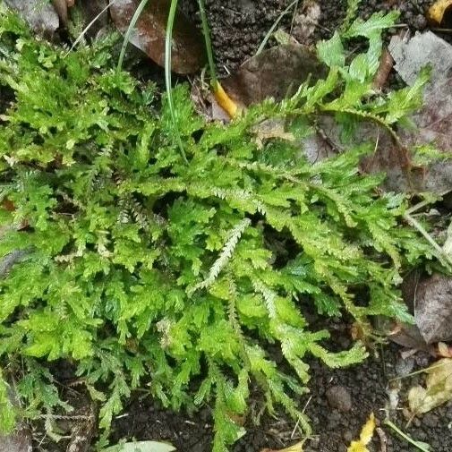 Cushy Moss (Selaginella Stenophylla) Plant Care & How to Grow, Water