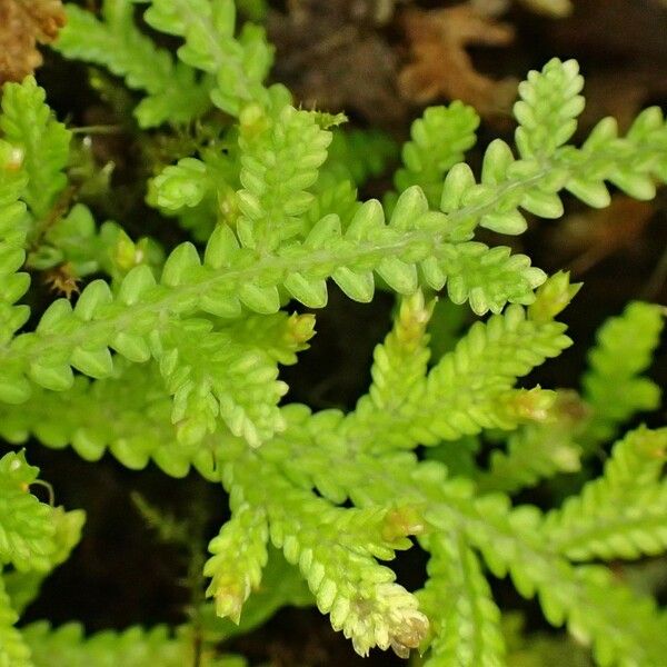 Great Carboniferous Stickmoss (Selaginella Tenuissima) Plant Care & How ...