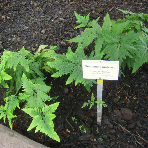 Spikemoss (Selaginella Umbrosa) Plant Care & How to Grow, Water