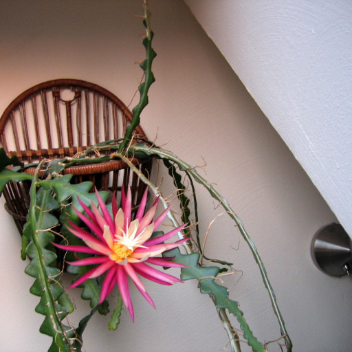 Rick Rack Cactus (Selenicereus Anthonyanus) Plant Care & How to Grow, Water