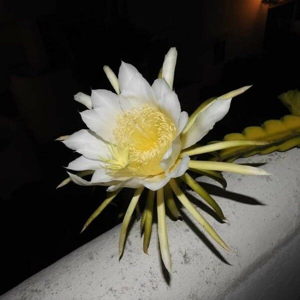 Night-Blooming Cactus (Selenicereus Triangularis) Plant Care & How to ...