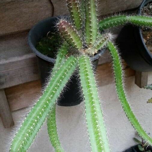 Doggy Tail Cactus (Selenicereus Validus) Plant Care & How to Grow, Water