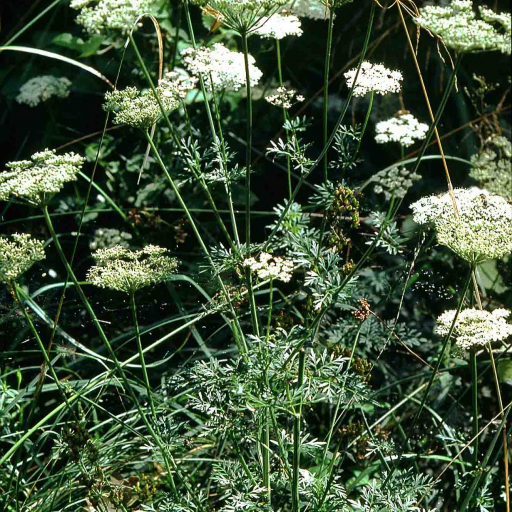 Cambridge Milk-Parsley (Selinum Carvifolia) Plant Care & How to Grow, Water
