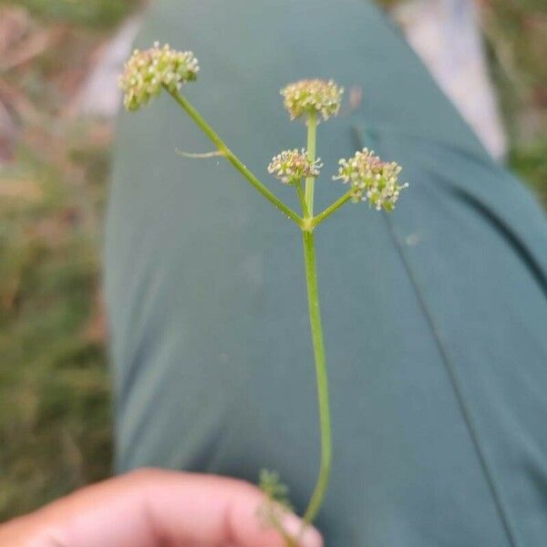 Pyrenean Angelica (Selinum Pyrenaeum) Care Guide: Water, Soil ...