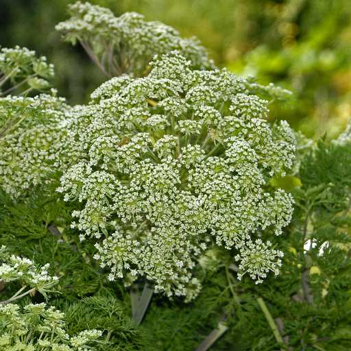 Selinum Wallichianum Care Guide: Water, Soil & Propagation - Plantiary