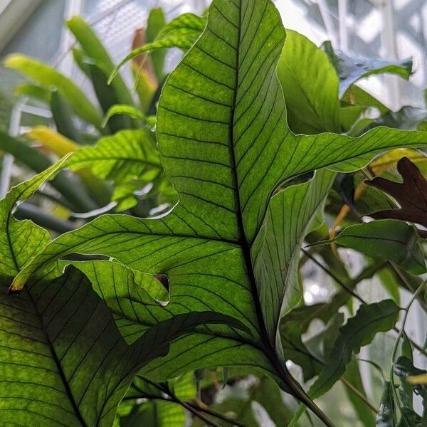 Selliguea Triloba Plant Care & How to Grow, Water