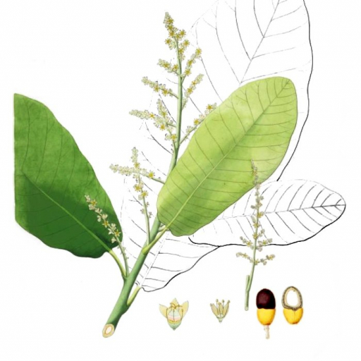 Marking Nut-Tree (Semecarpus Anacardium) Care Guide: Water, Soil ...