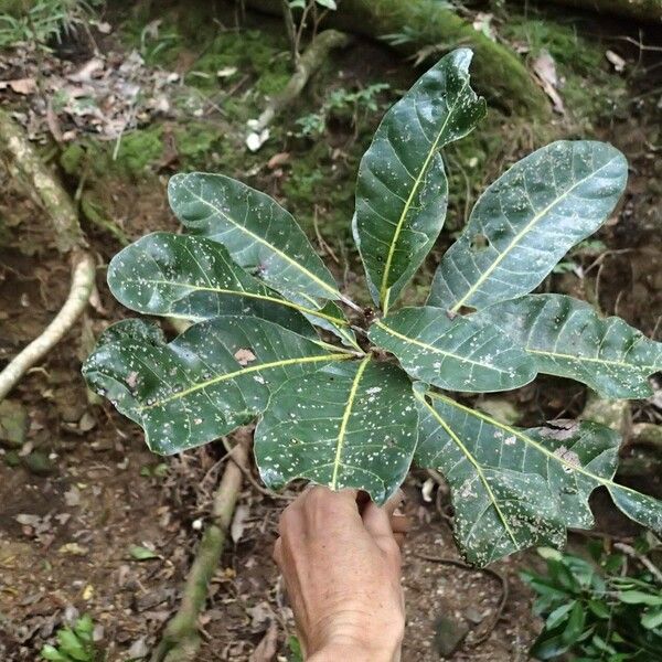 Semecarpus Ater Plant Care & How to Grow, Water