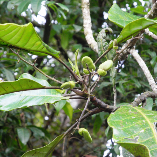 Black Varnish Tree (Semecarpus Atra) Plant Care & How to Grow, Water