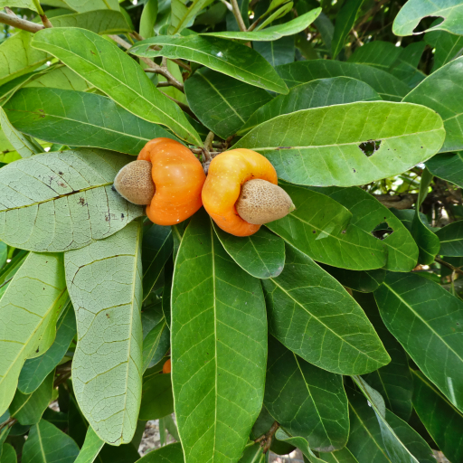 Tar Tree (Semecarpus Australiensis) Plant Care & How to Grow, Water