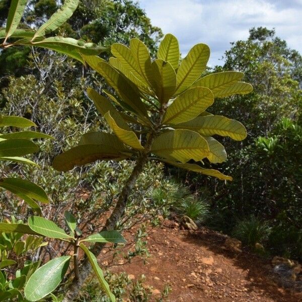 Semecarpus Neocaledonica Plant Care & How to Grow, Water